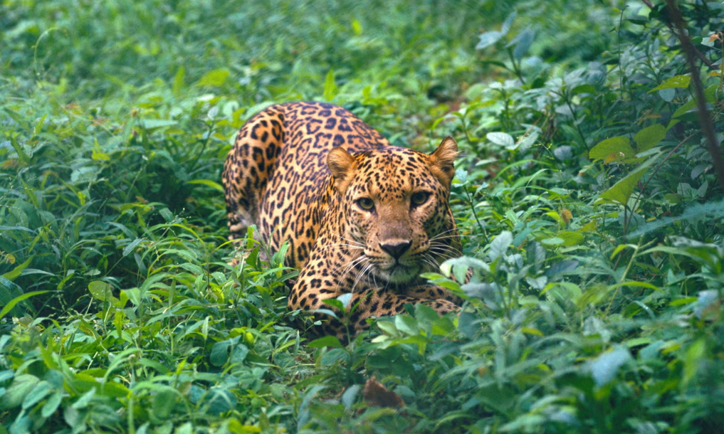 Leopards – Pakistan Highlands